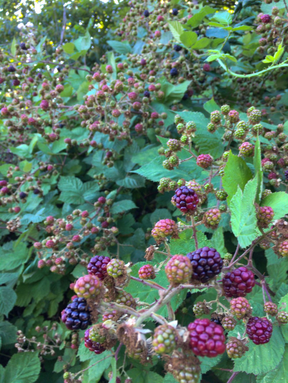 Wild Raspberry Trail - MINA makeup artist